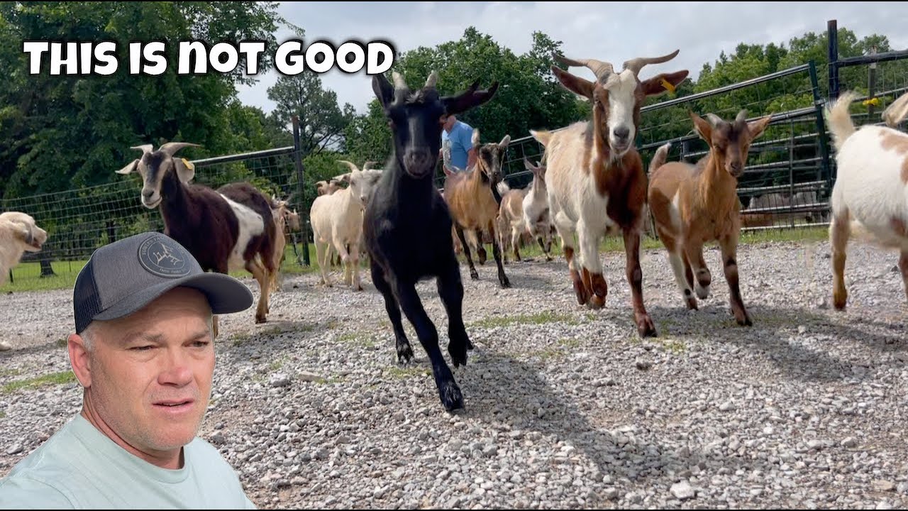 The Bad News Just keeps Coming! Checking On The Goats. - YouTube