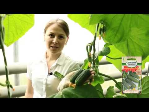 Огурцы сорта Дамский угодник - YouTube