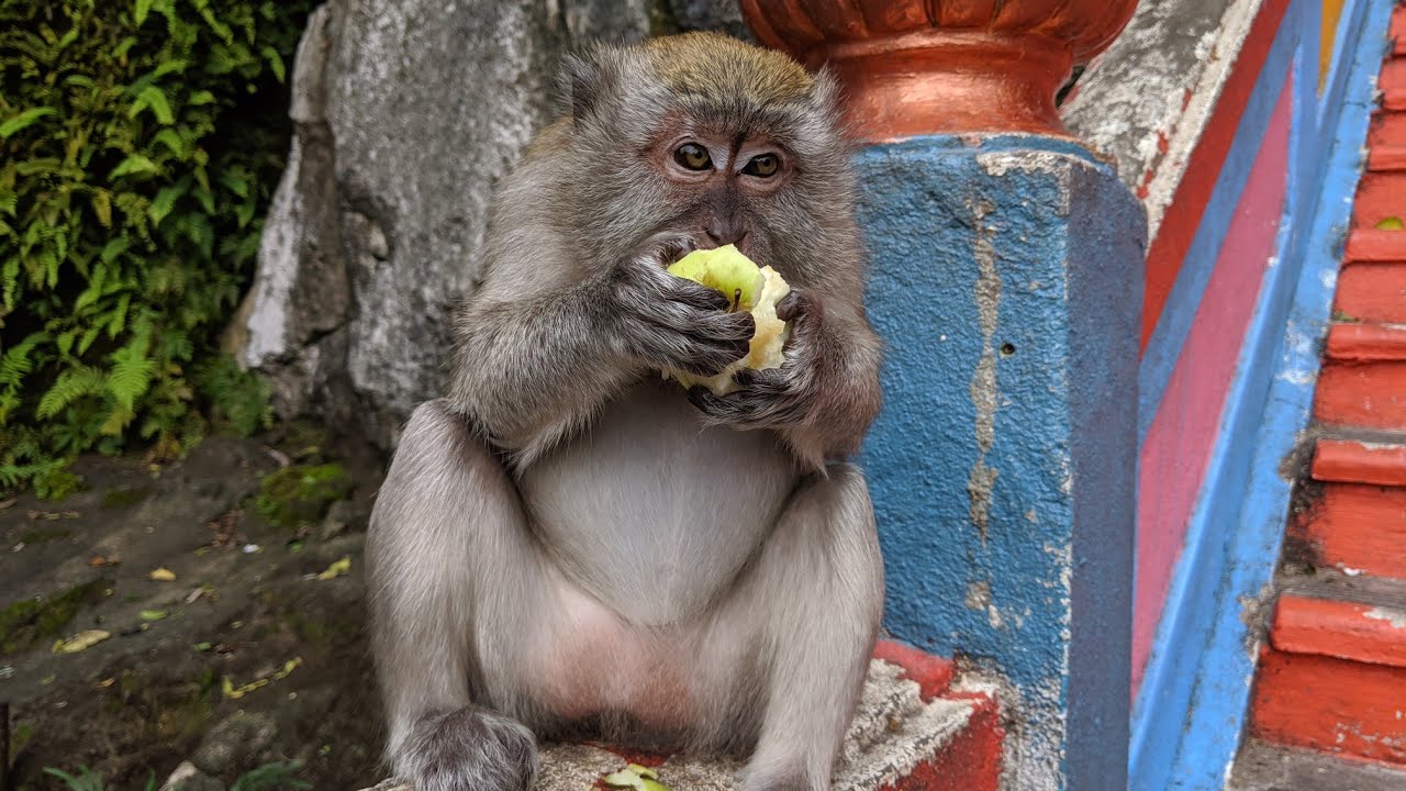 Walking tour with robber monkey in Kuala Lumpur, Malaysia-Batu Caves by ...
