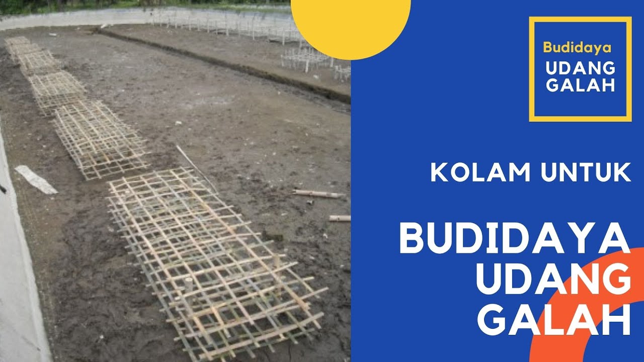 Cara Budidaya Udang Galah di kolam tanah, untuk benih udang galah air ...