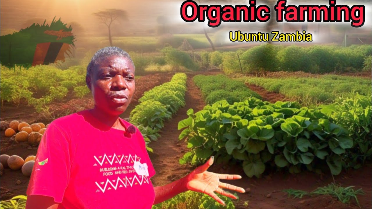 How This Zambian farmer built a paradise using Permaculture farming ...
