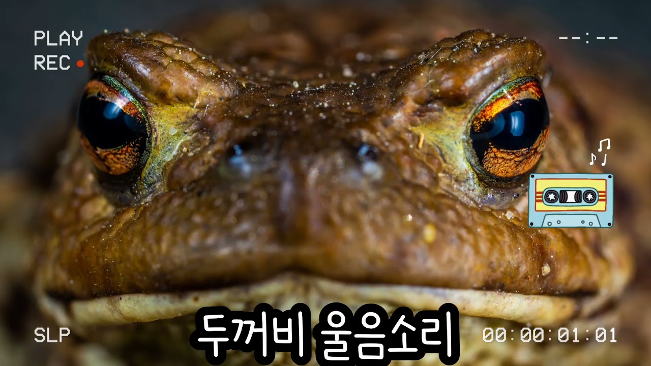 두꺼비 울음소리(Crying toad) - YouTube