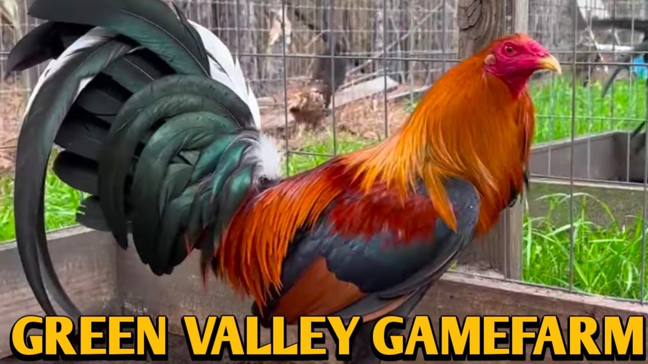 Pure Sweater Grey Kelso - GREEN VALLEY FARM - YouTube