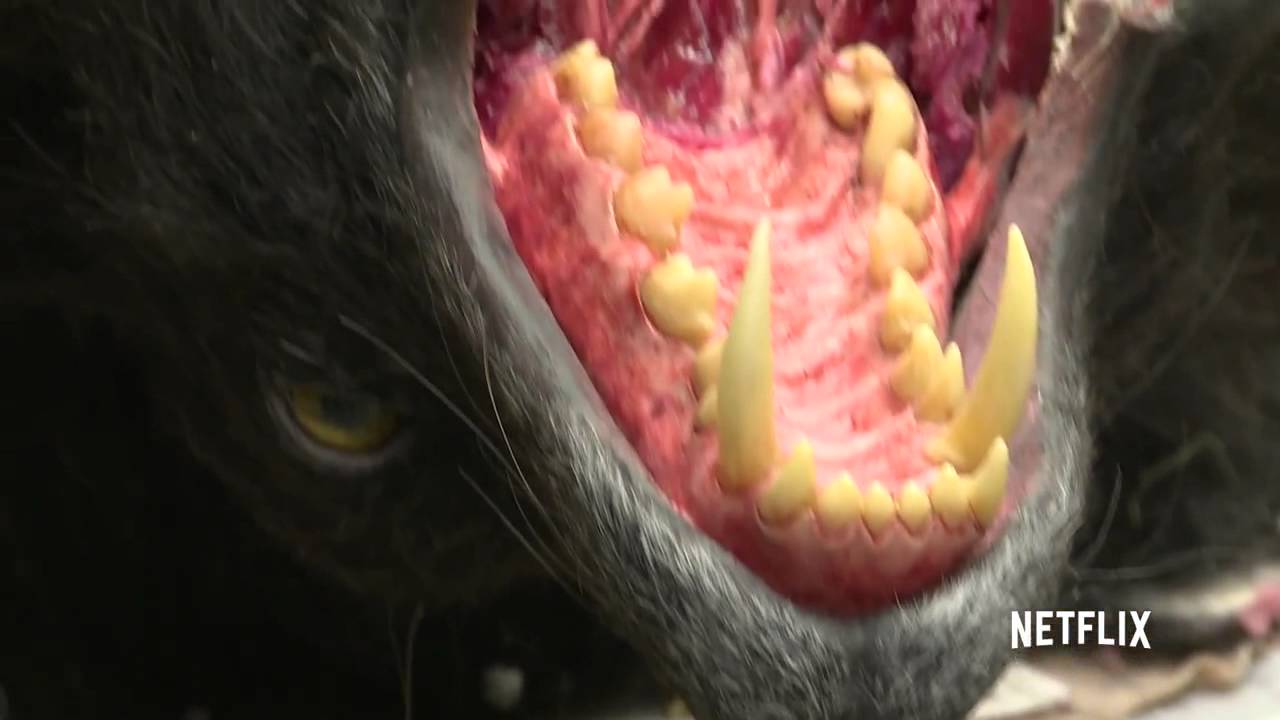 HEMLOCK GROVE | Wolf Transformation Special | HD - YouTube