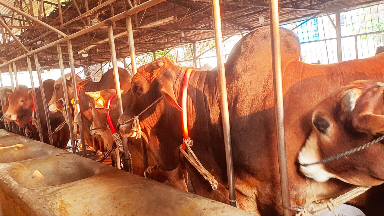 Big Cow Farm in Bangladesh | Sadeeq Agro 2023 | Qurbana collection 2023 ...