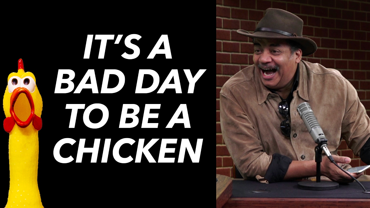 Neil deGrasse Tyson - It's A Bad Day To Be A Chicken - YouTube