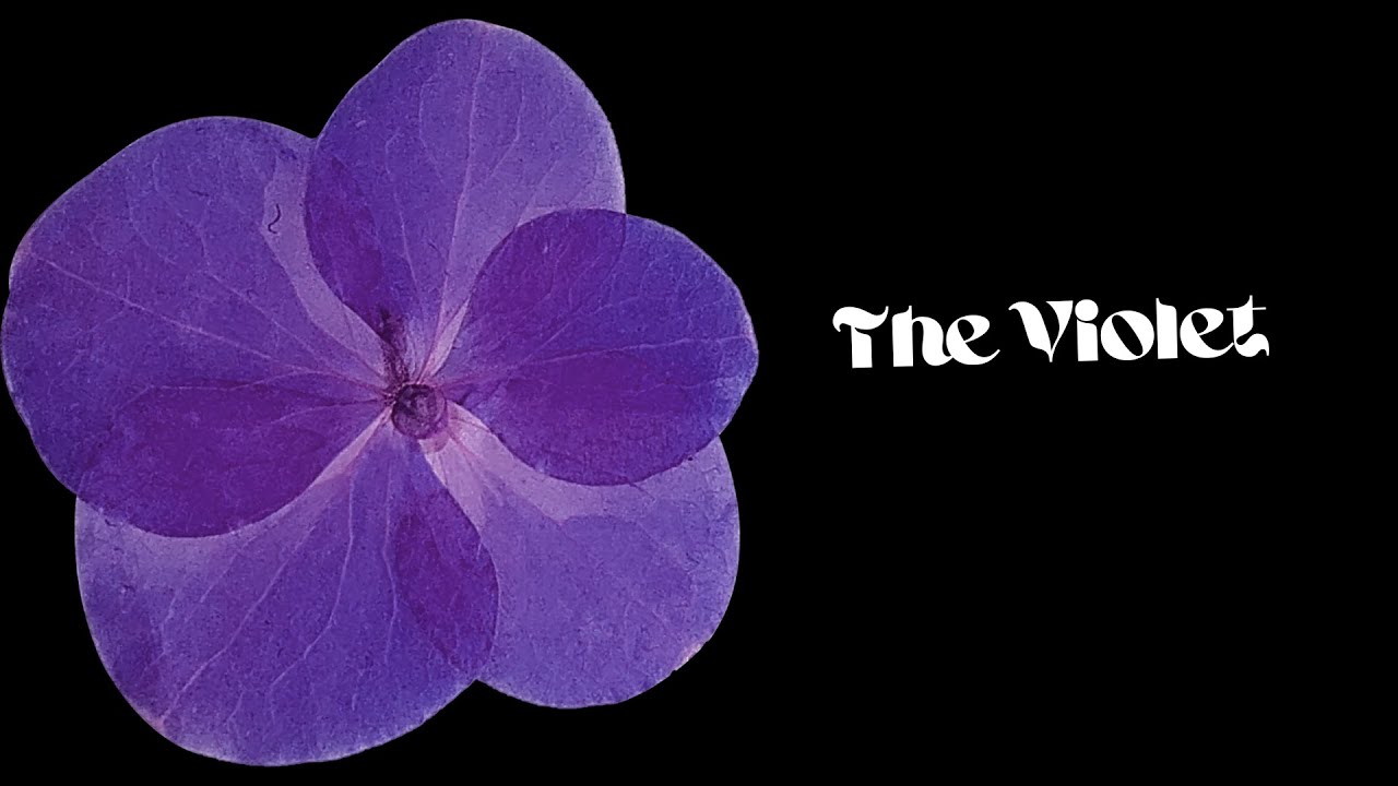 THE VIOLET | POEM BY JANE TAYLOR | DETAILED SUMMARY | ENGLISH ...