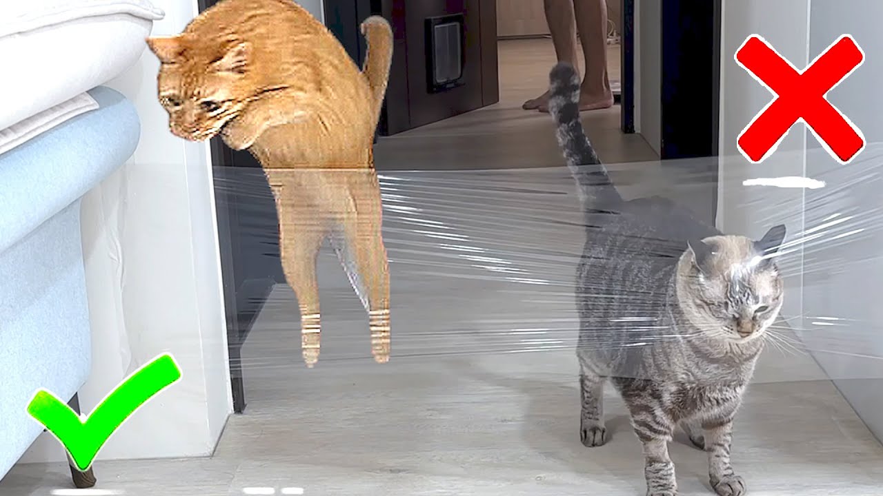 The Funniest Cat High Jump Challenge…Crash Before It Starts… - YouTube