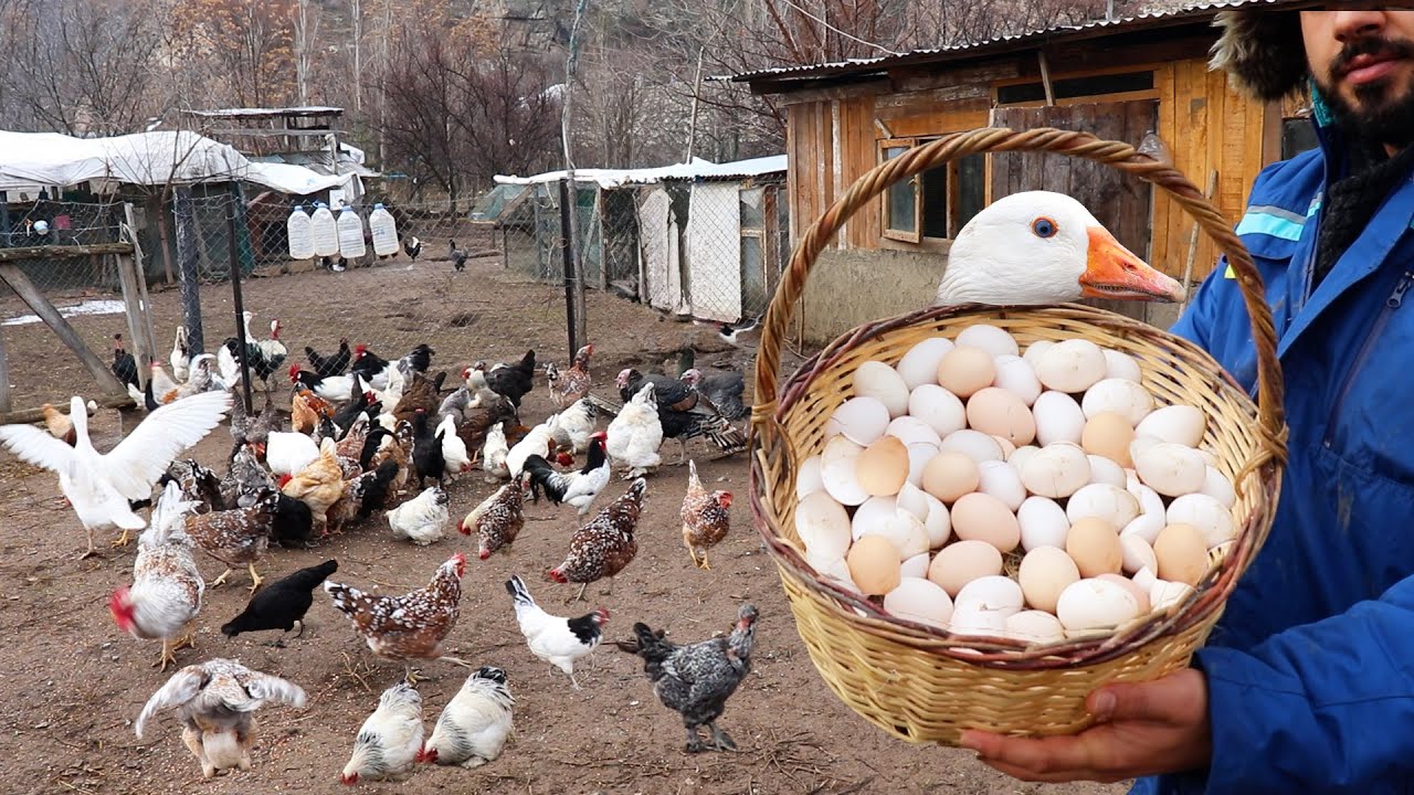 I took the roaming chickens out into the garden and fed them!-Egg ...