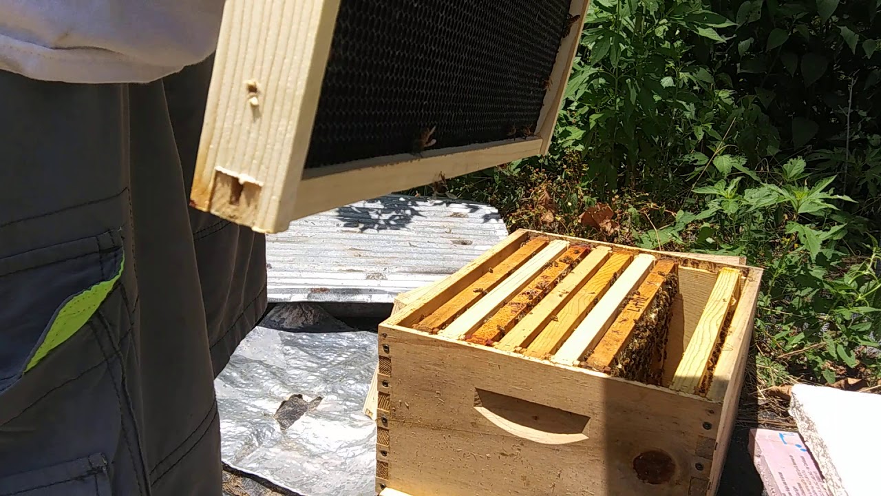 OTS "NOTCH" Queen Rearing Method - YouTube