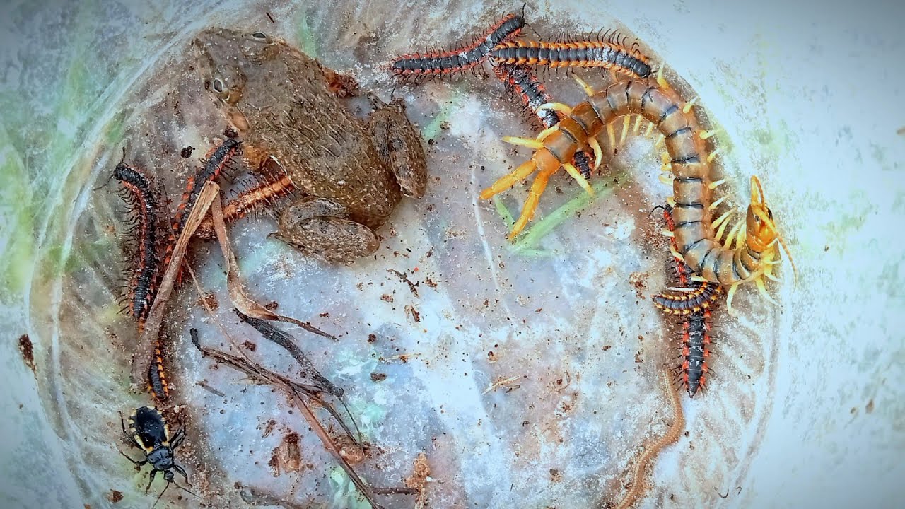 King a giant centipede met frog,red millipede and unique animals - YouTube