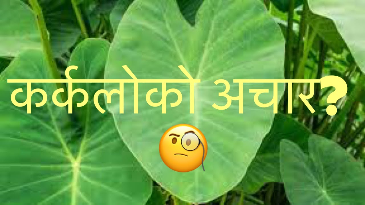 How to make karkalo (Taro leaves) pickle? Full recipe from my mom 😊 ...