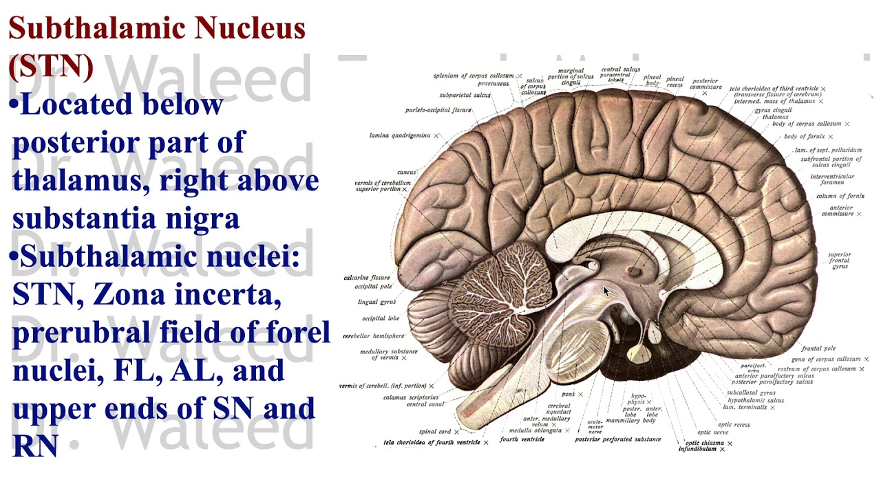 Neuro 16 Basal Nuclei Part 1 - YouTube
