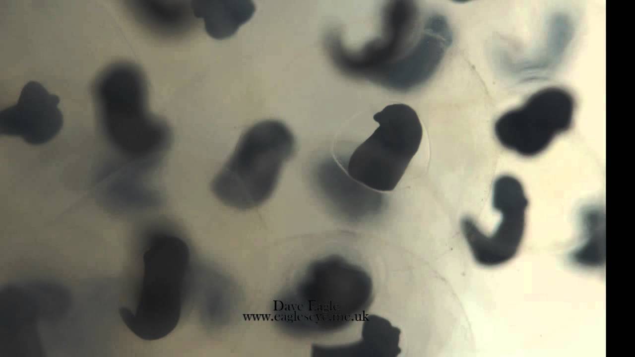 Frog Spawn Development - YouTube
