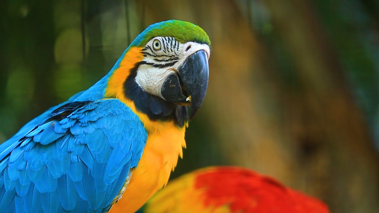 Most Beautiful Macaw Parrot - YouTube