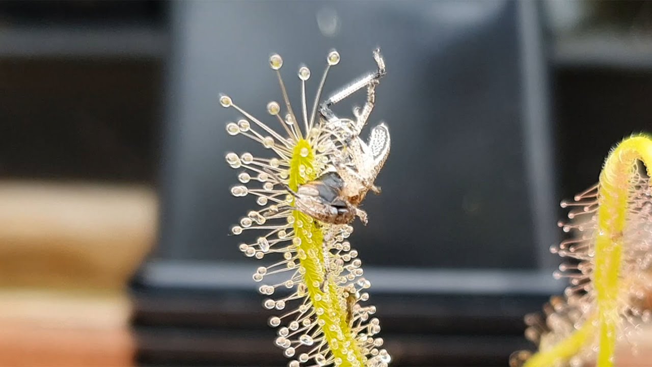 Carnivorous plant tentacle curls around it's locust prey - YouTube
