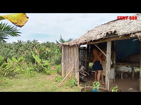 suku mante carik kesempata di dapur gubuk llmante/ bunian