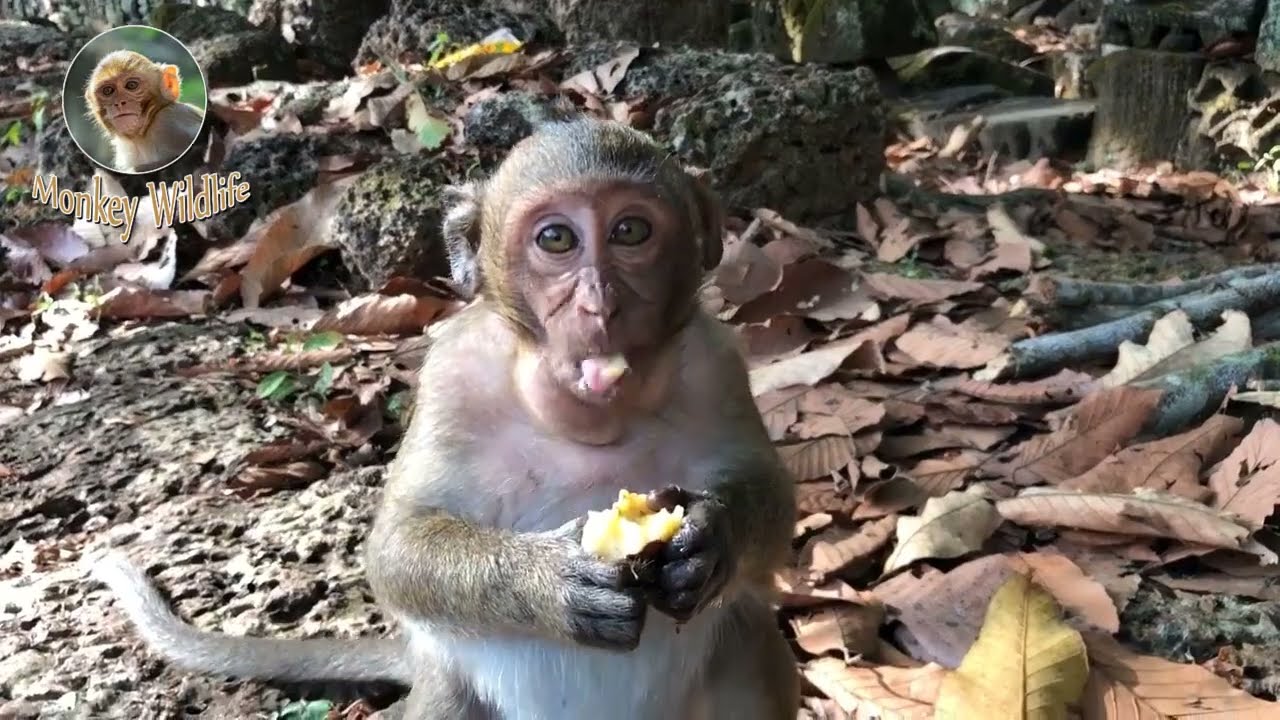 MONKEY EATS MUCH FOOD AND WANT TO ATTACK MY CAMERA | Monkey Wildlife ...