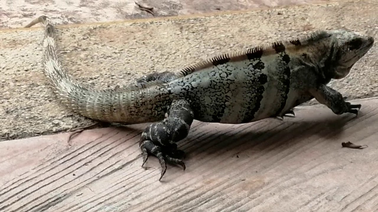 Friendly Iguana (Wild Big Lizard) - Hawo Ebid. 🐊 - YouTube