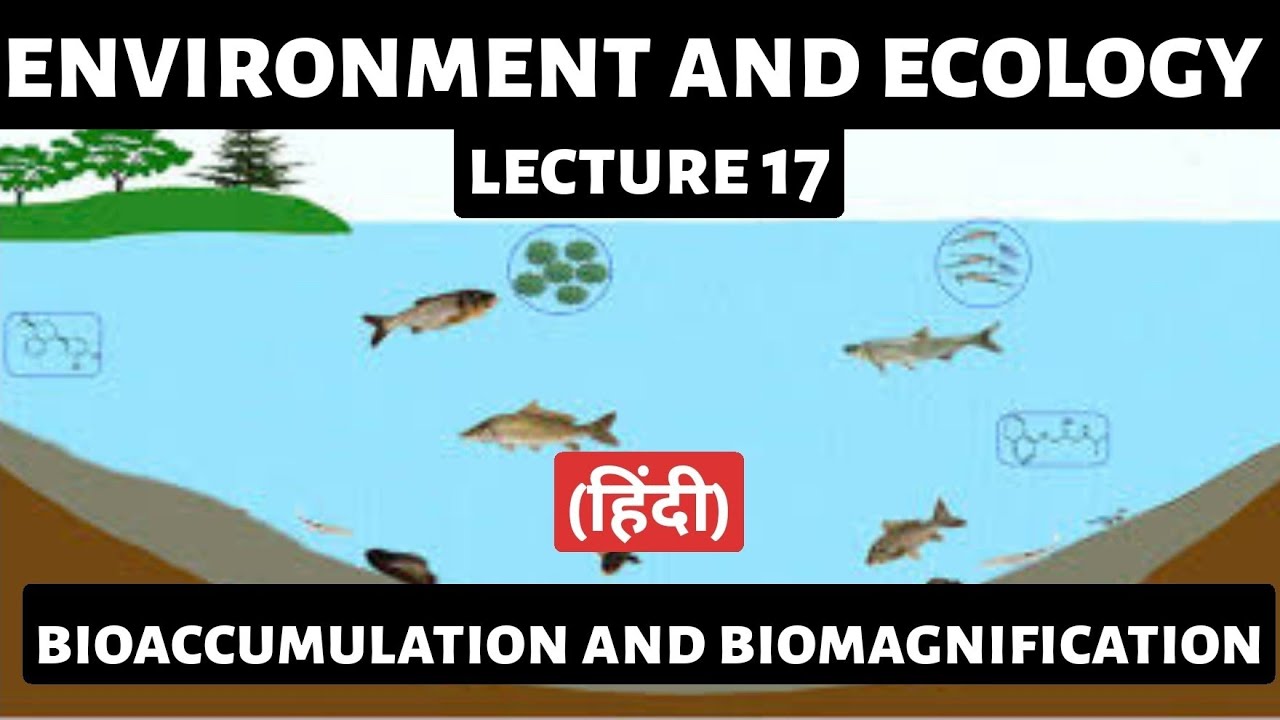 Bioaccumulation & Biomagnification Explained | UPSC Environment ...