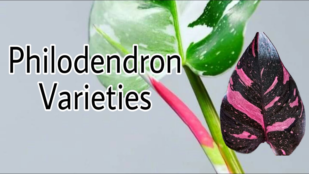 46 Philodendron Varieties & Identification |Top Rare Philodendrons ...