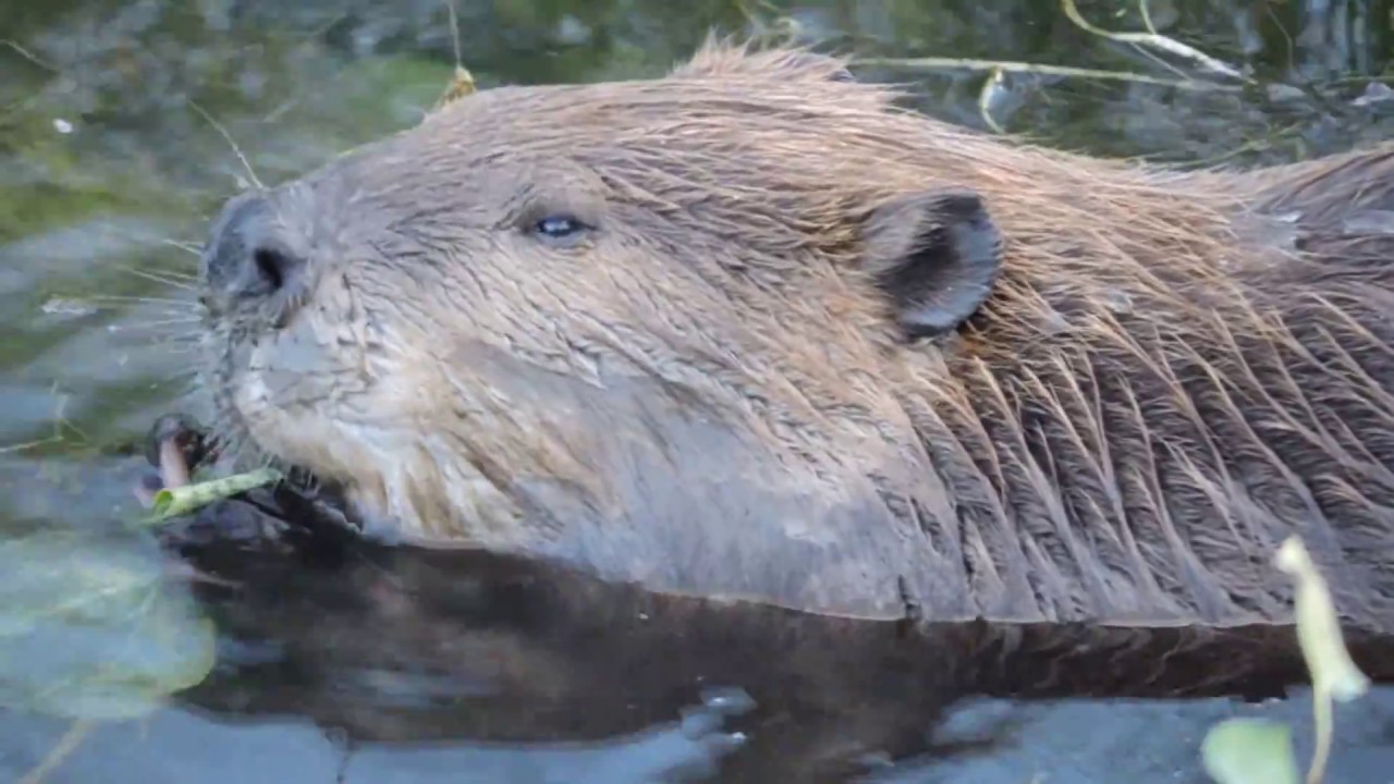 Beavers Eating Lillies and Aspen Branches - YouTube