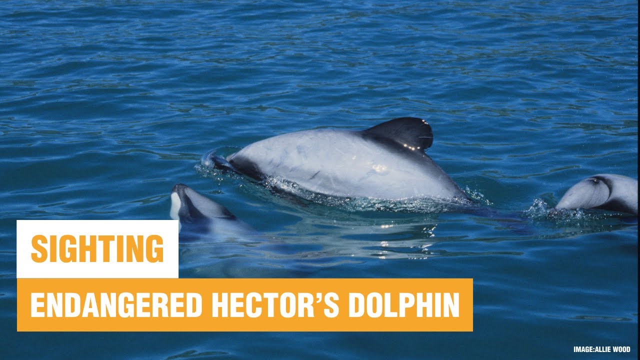 Hector's dolphins | Whale and Dolphin Conservation - YouTube