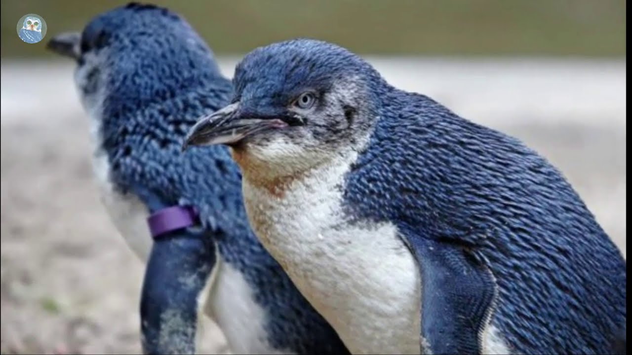 O Pinguim Azul - ou pinguim fada - da Austrália e Tasmânia, Nova ...