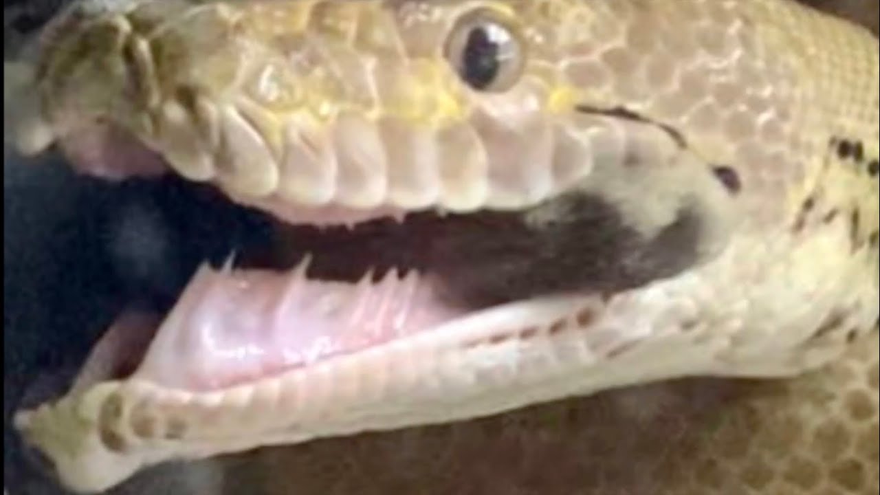 Drop feeding: The safest way to feed Reticulated Pythons and large ...