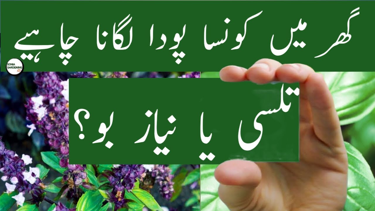Which Plant Is Better For Home Tulsi Or Niaz Boo - YouTube