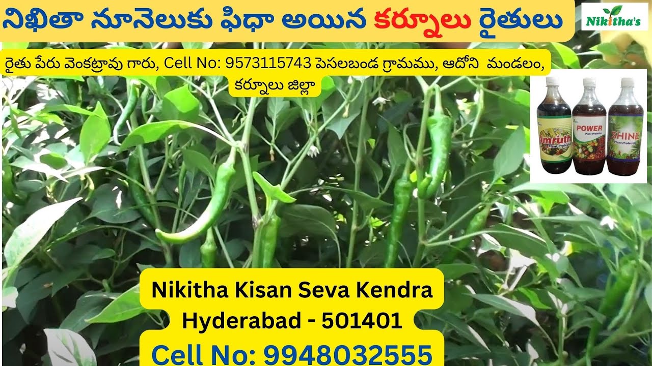 నిఖితా నూనెలుకు ఫిధా అయిన కర్నూలు రైతులు Nikitha oils, chilly, mirchi ...