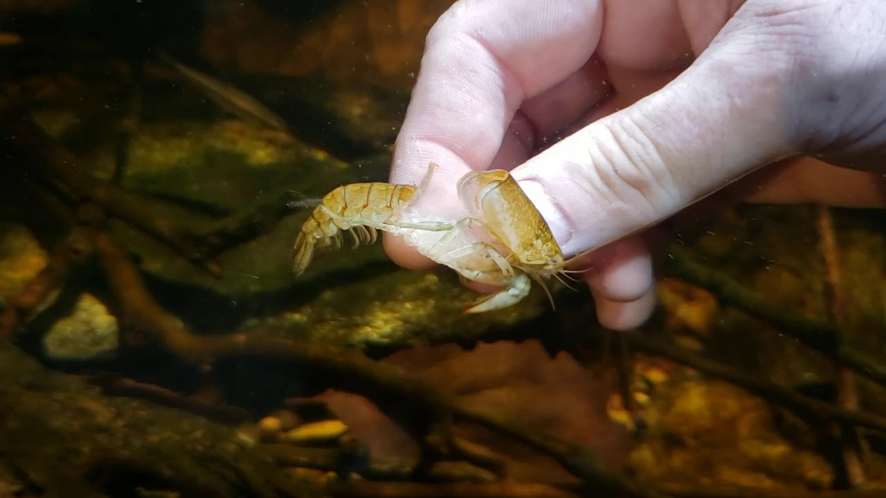 Crayfish Molted - YouTube