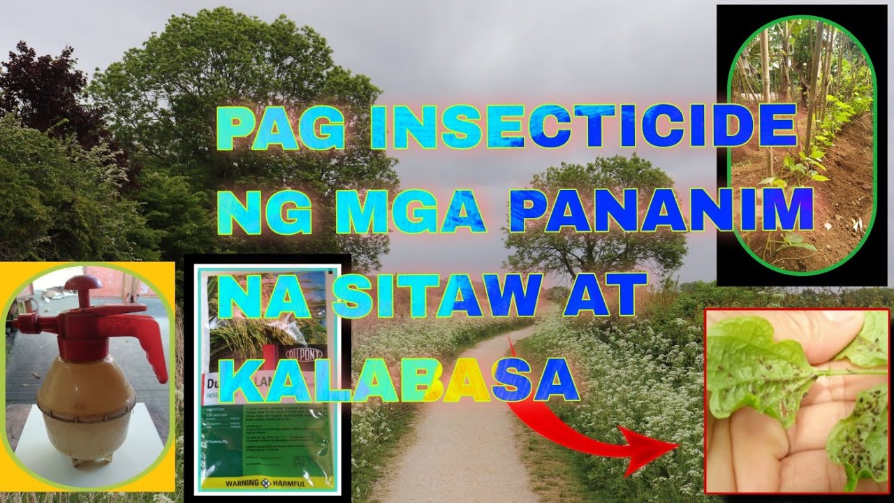 || V-65 || PAG INSECTICIDE SA MGA PANANIM NA SITAW AT KALABASA || - YouTube