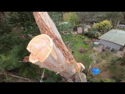 Hung up Tree Removal - YouTube