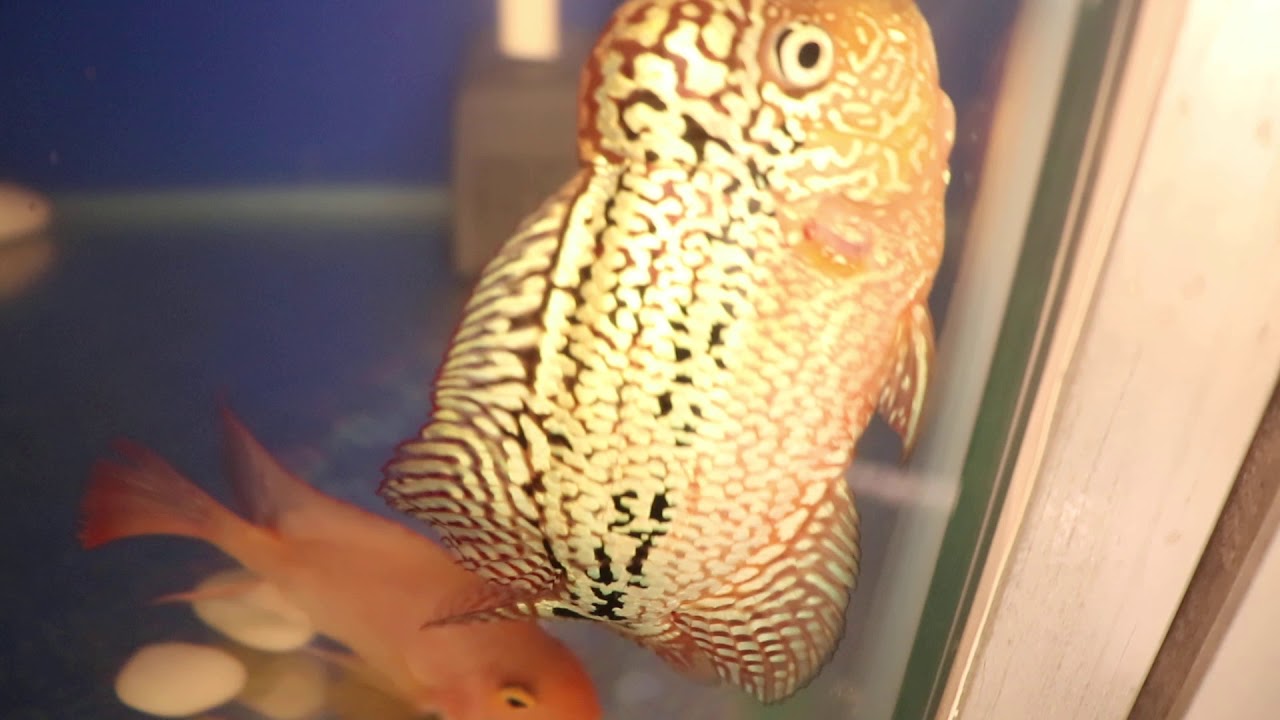 Black kamfa 2 ngón - YouTube