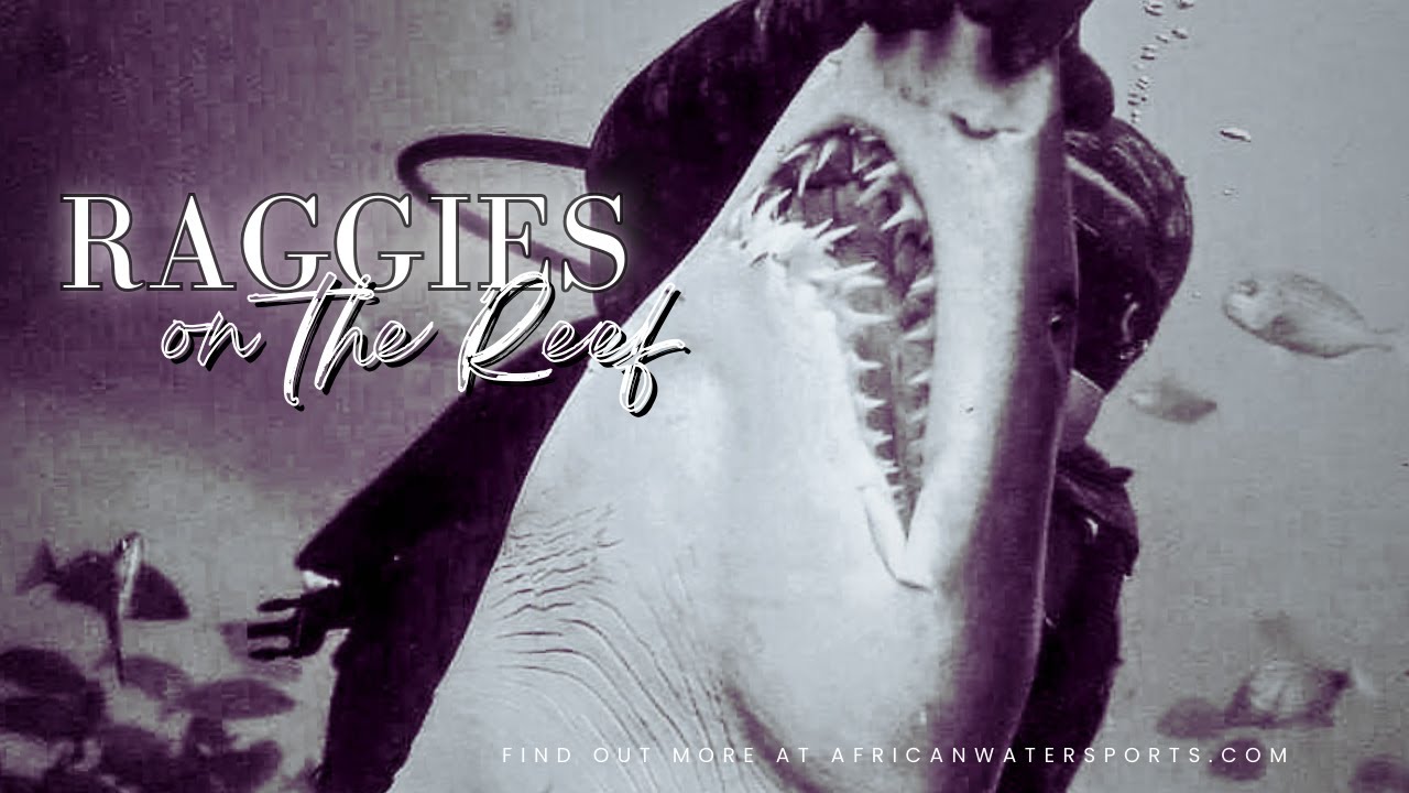 Raggies on the Aliwal Shoal | Sharks of the Reef #natgeowild - YouTube