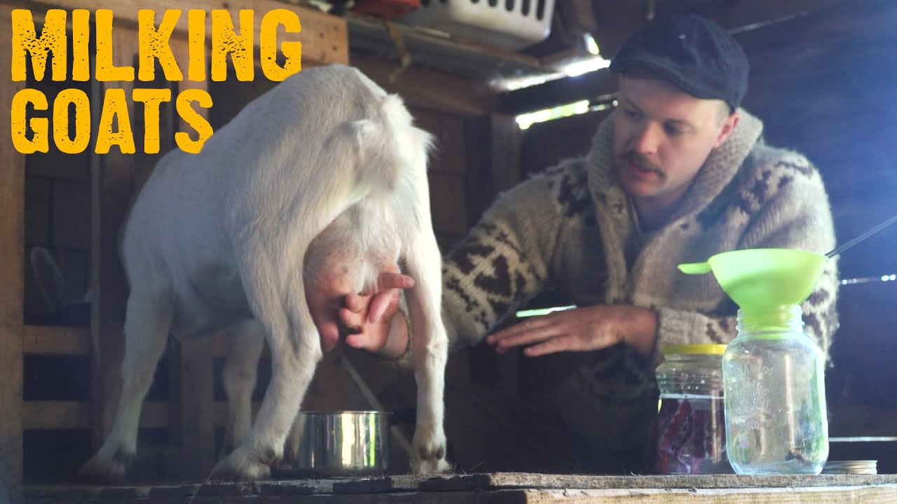 The SECRET to Goat Milking | How to Milk a Goat - YouTube