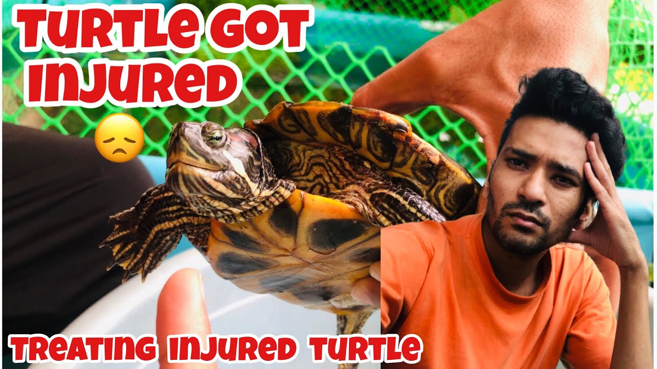 Injured Turtle Shell | Treating Injured Turtel shell | Turtle treatment ...