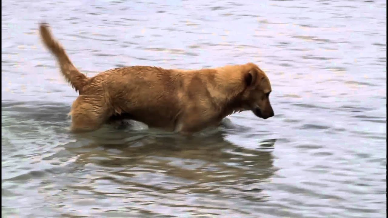 The Infamous and Amazing Cook Islands Fishing Dog!! - YouTube