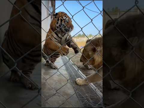 Tiger Bioga and Jas Fight for food 😳🐯 #tiger #lion