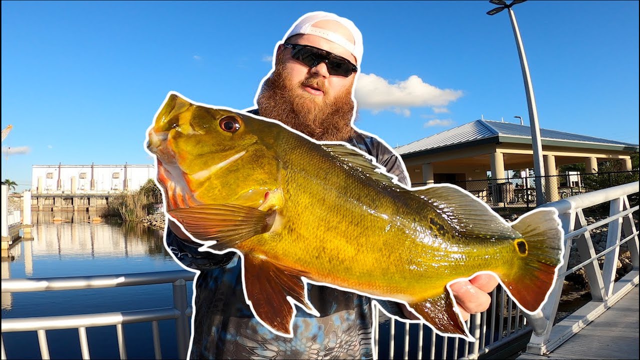 Kicked Off Dock While Peacock Bass Fishing! - YouTube