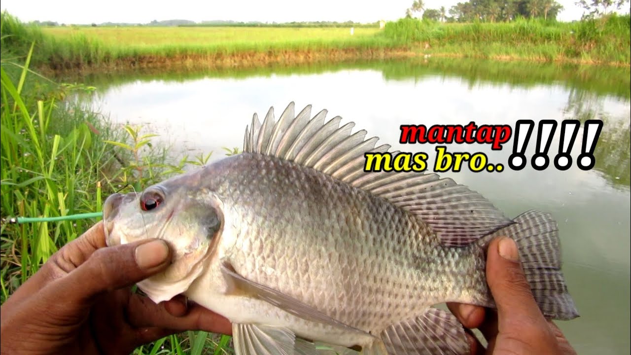 mancing ikan nila liar!! dapet ikan nila babon!! - YouTube