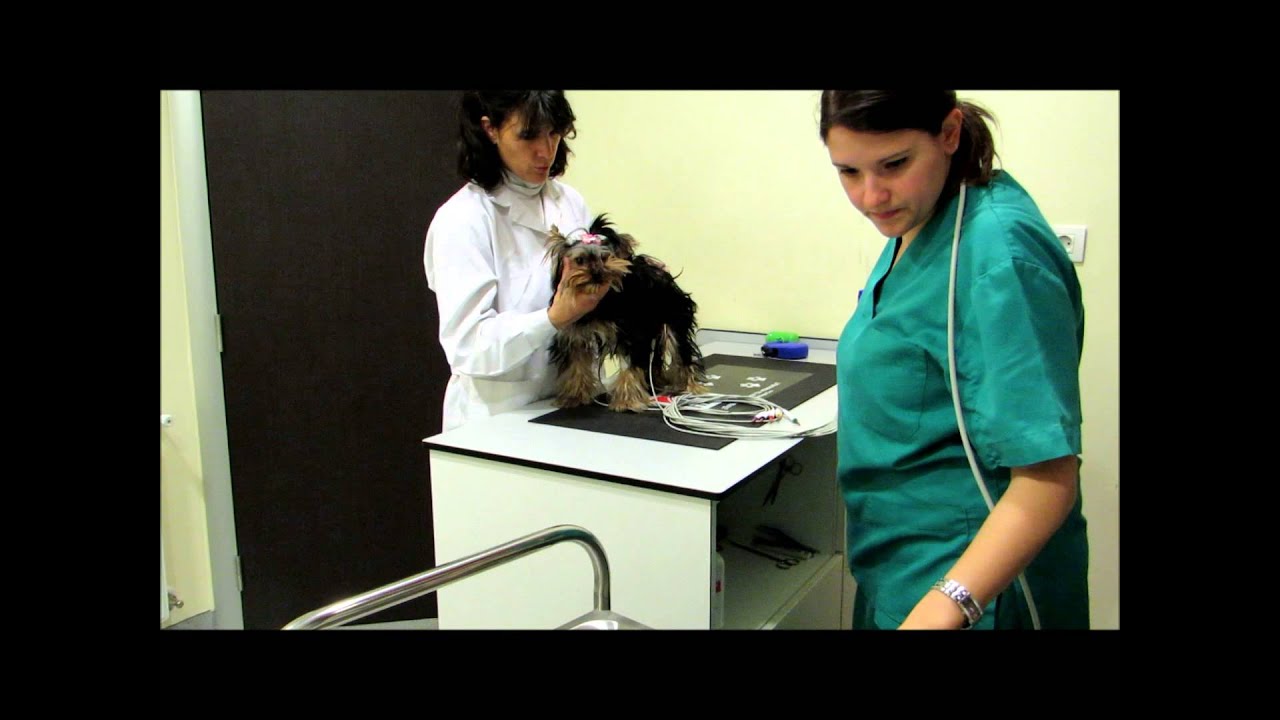 Electrocardiograma en perro - YouTube
