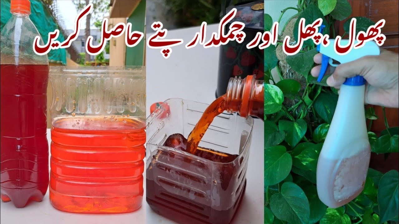 Free Magic Fertilizer at Home | Lush Green Podoun k liye Behtareen Khad ...