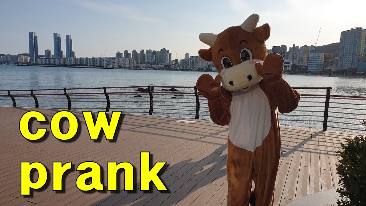 Cow Prank "a sunny day, Family " in south Korea(송아지) - YouTube