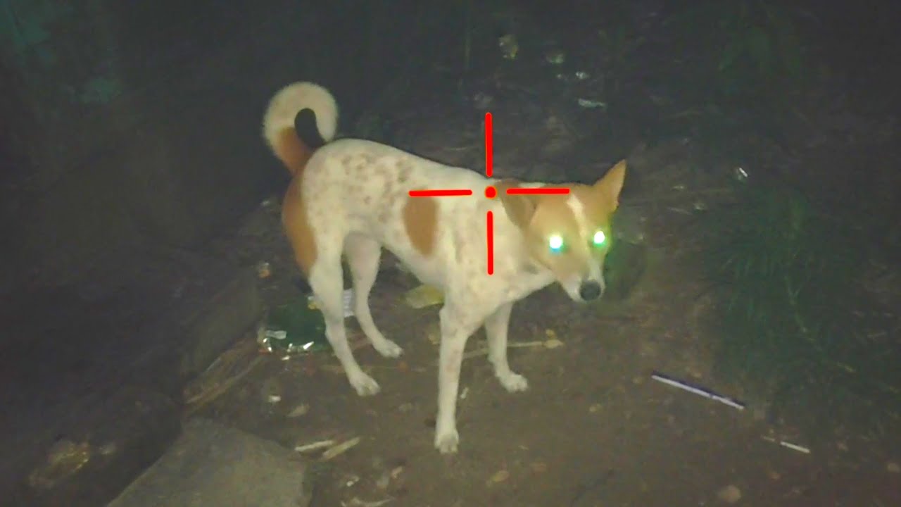 hunting coyotes dog night/hunting coyotes with Dogs #05 - YouTube