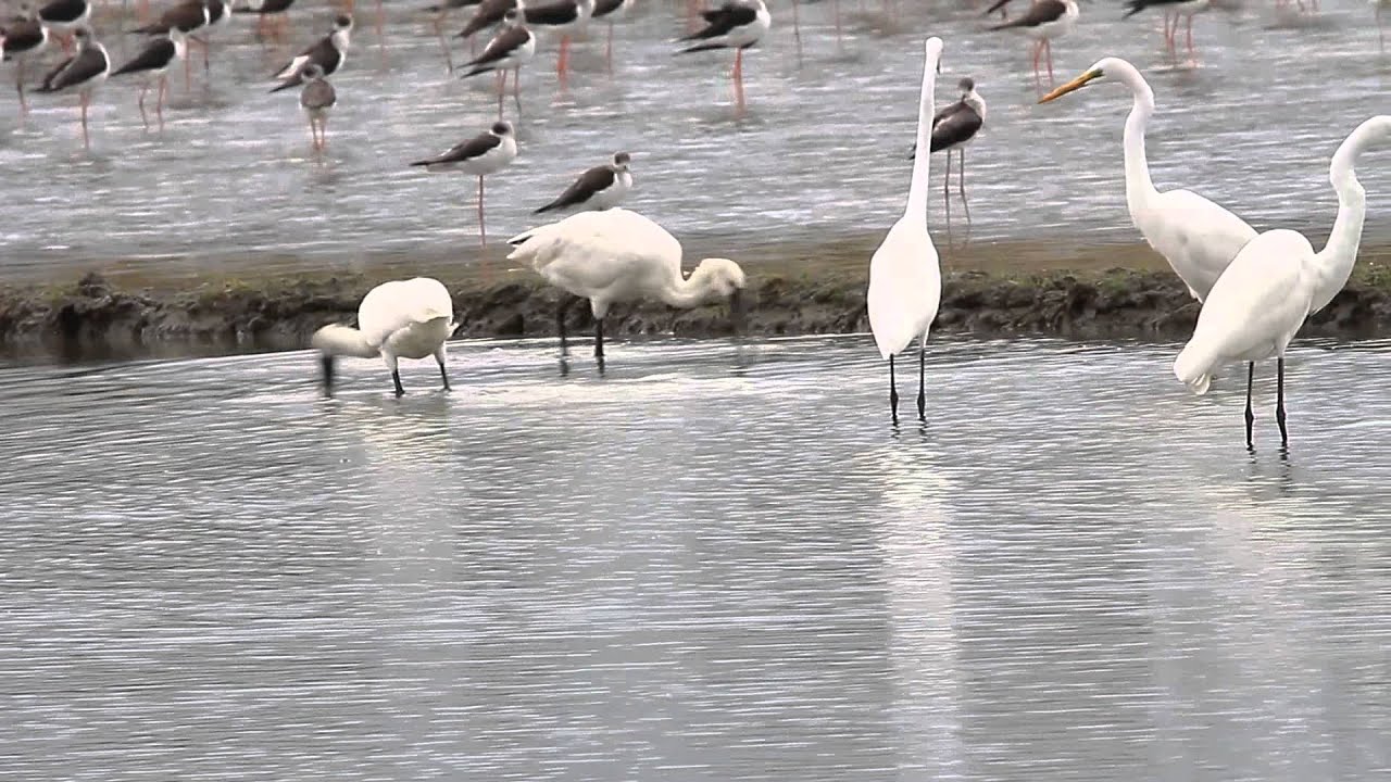 Black-faced spoonbill eating fish 黑面琵鷺吃魚 - YouTube