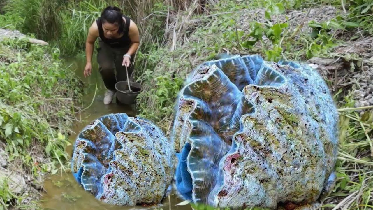 Tridacna clam shells grow in freshwater for 60 years, and pearls are ...