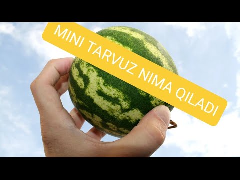 Abu jahl tarvuzi - JIGAR SERROZI,TUBERKULOZGA foydali