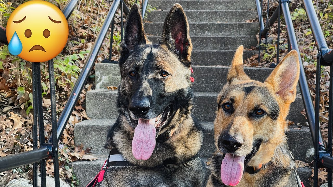 Why are People Afraid of My German Shepherds? - YouTube